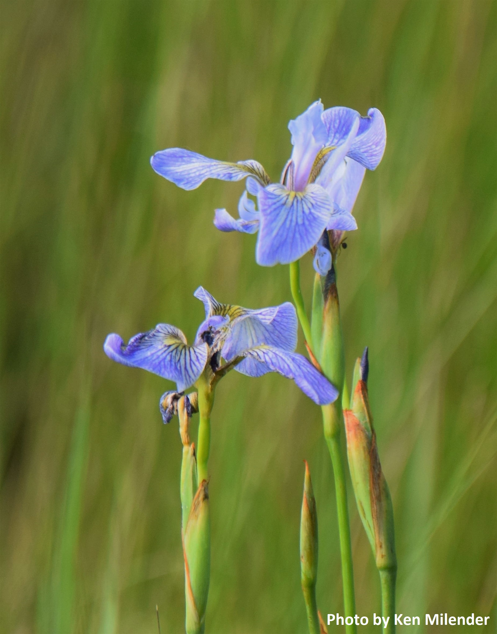 See Crex - Friends of Crex