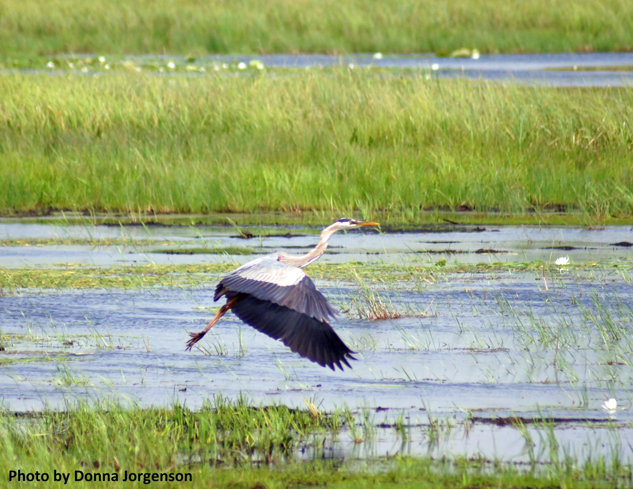 Home - Friends of Crex