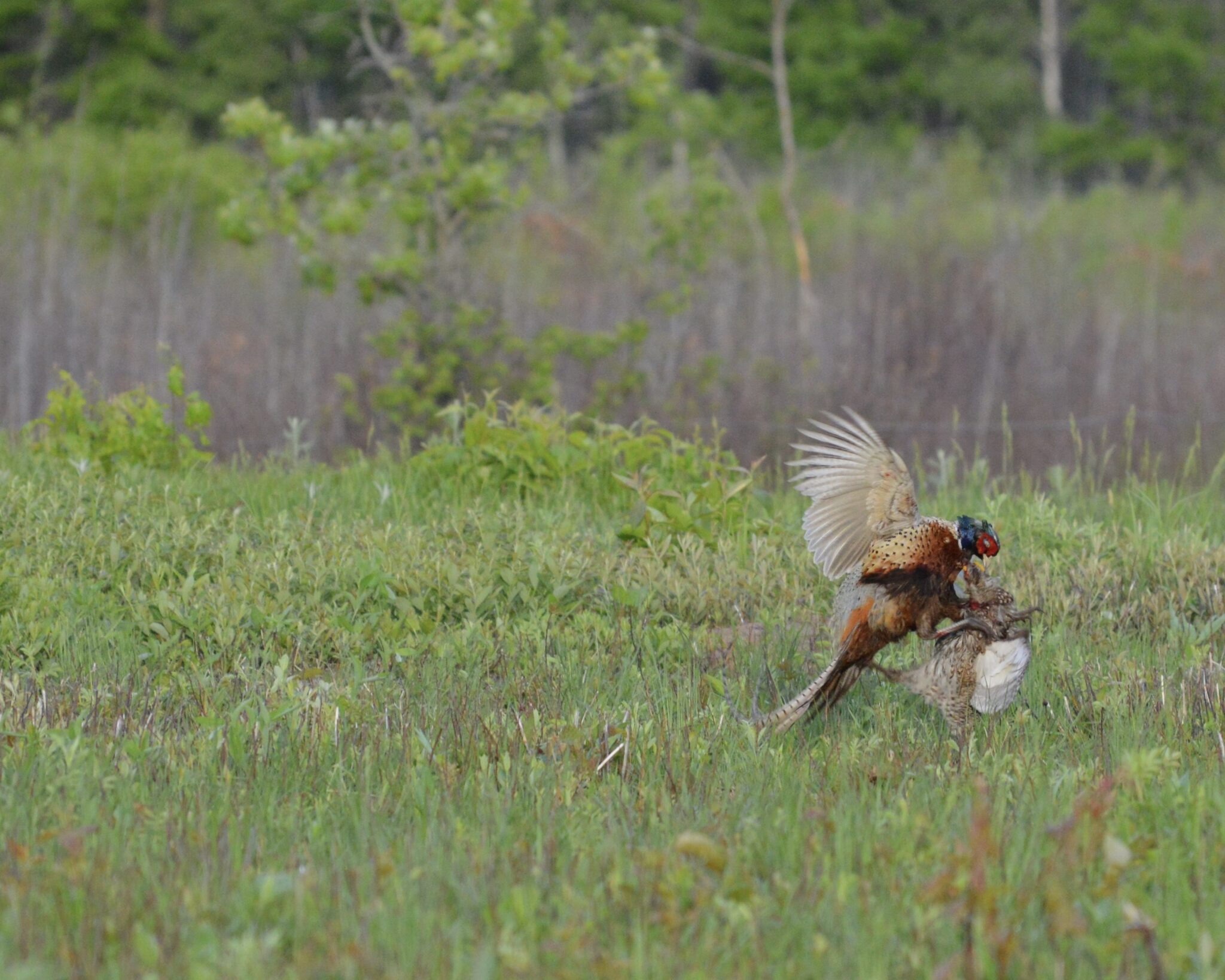 Photo Contest - Friends of Crex