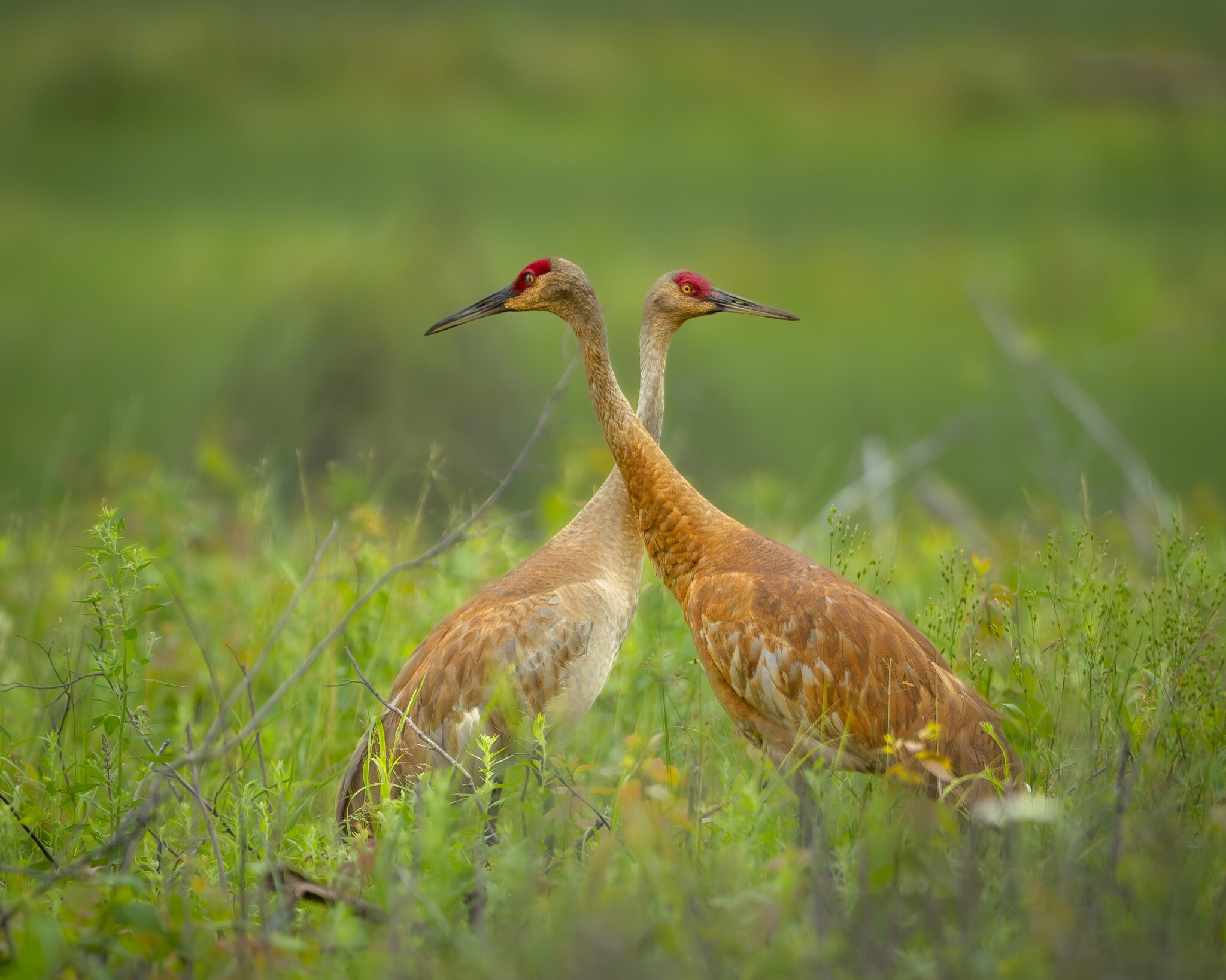 Photo Contest - Friends of Crex